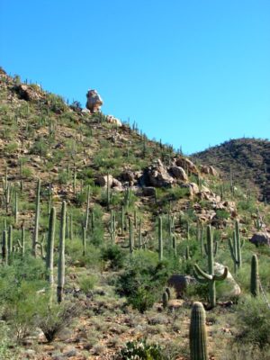 Visiting Saguaro National Park - Tanama Tales